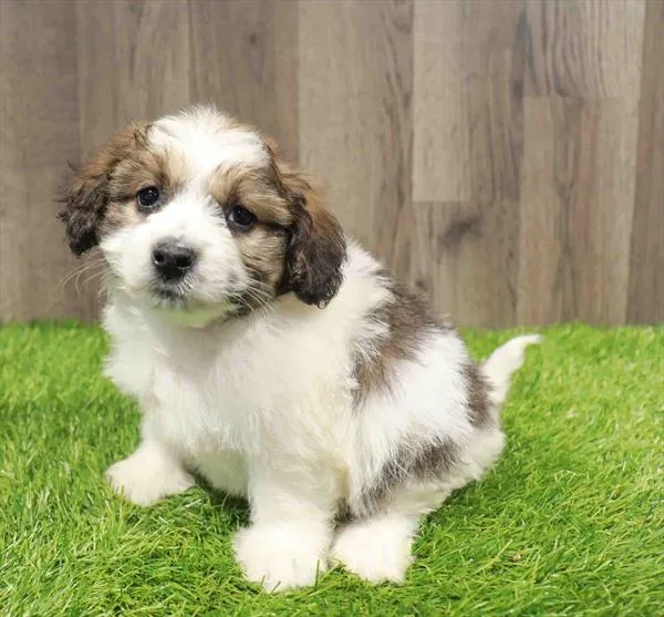 About Papichon Breed